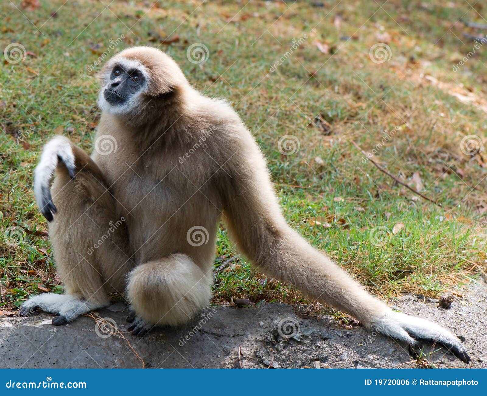 Gibbon stock photo. Image of simian, small, thoughtful - 19720006