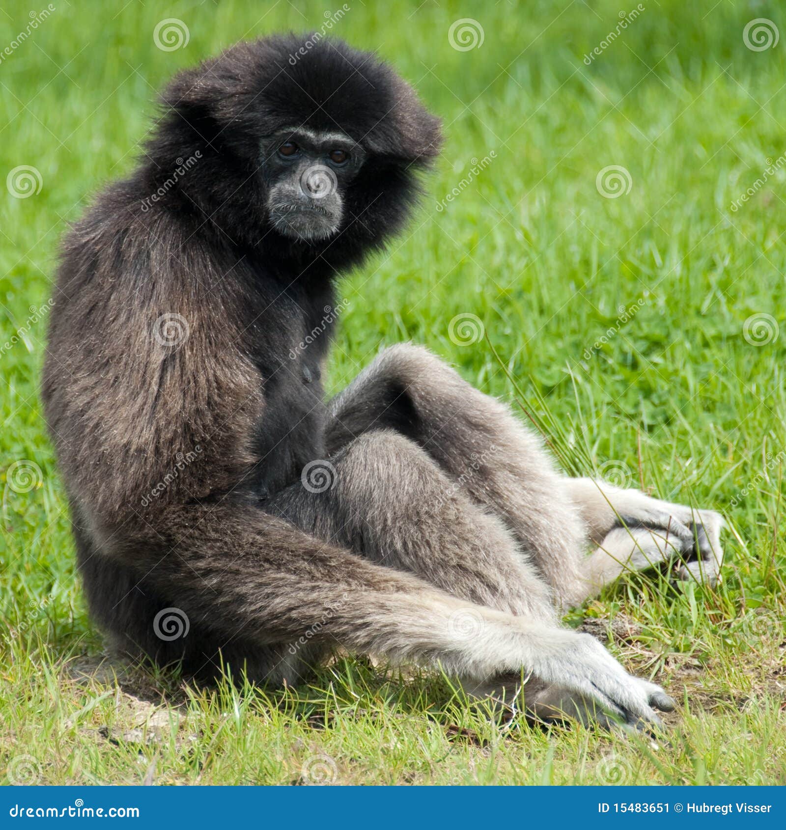 Gibbon 2 stock image. Image of sitting, mammal, animals - 15483651