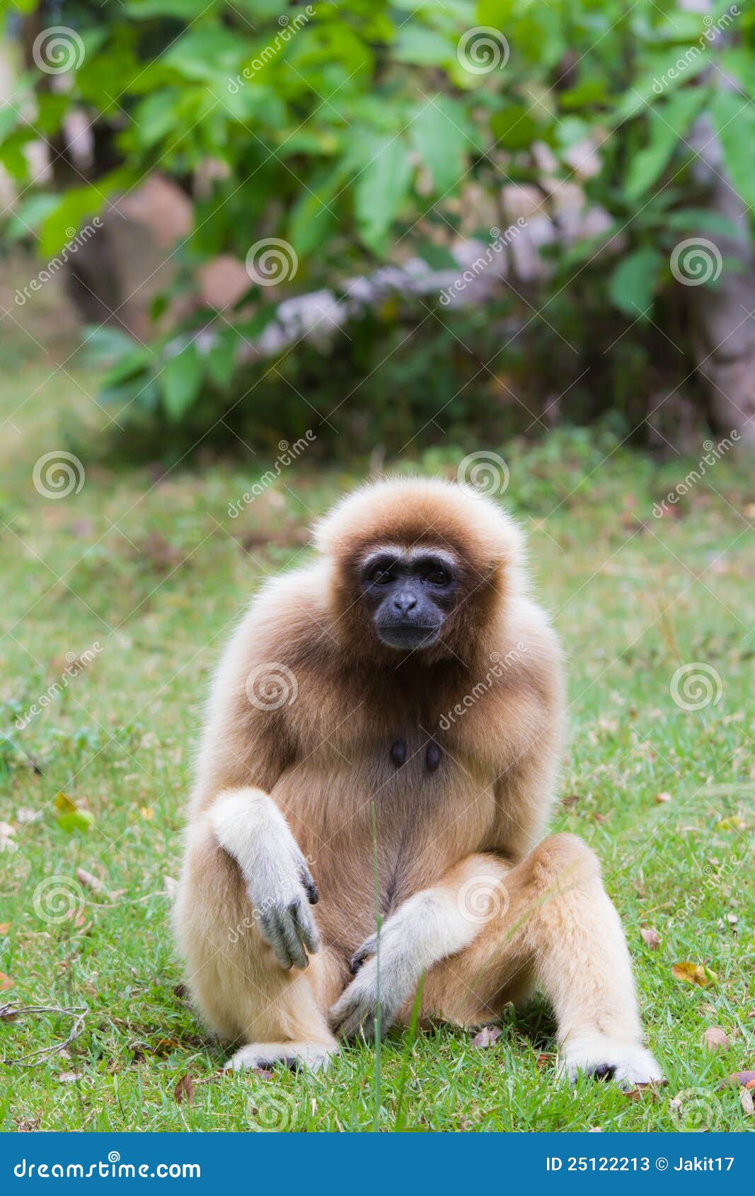 Gibbon stock image. Image of small, jungle, golden, cute - 25122213