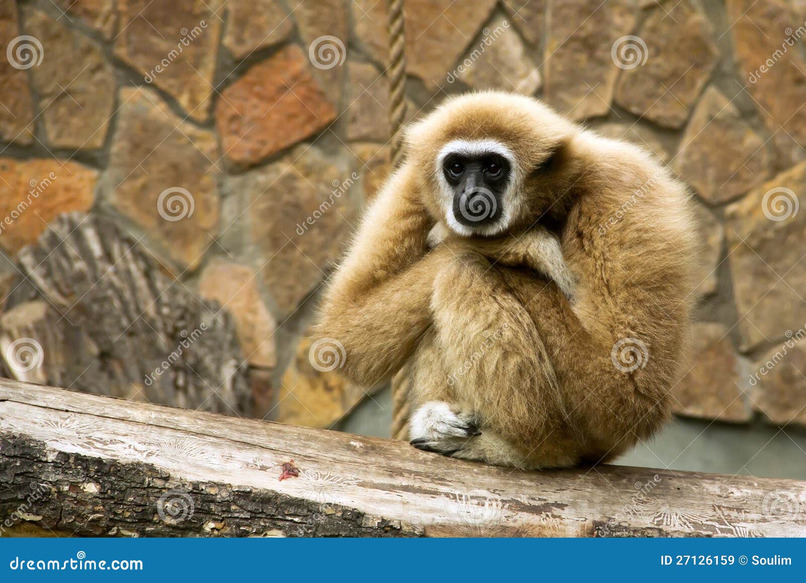 Gibbon stock image. Image of monkey, brown, russia, animal - 27126159