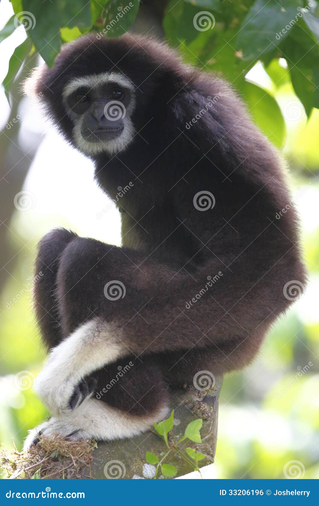 Gibbon 1 photo stock. Image of promenade, animal, forêt - 33206196