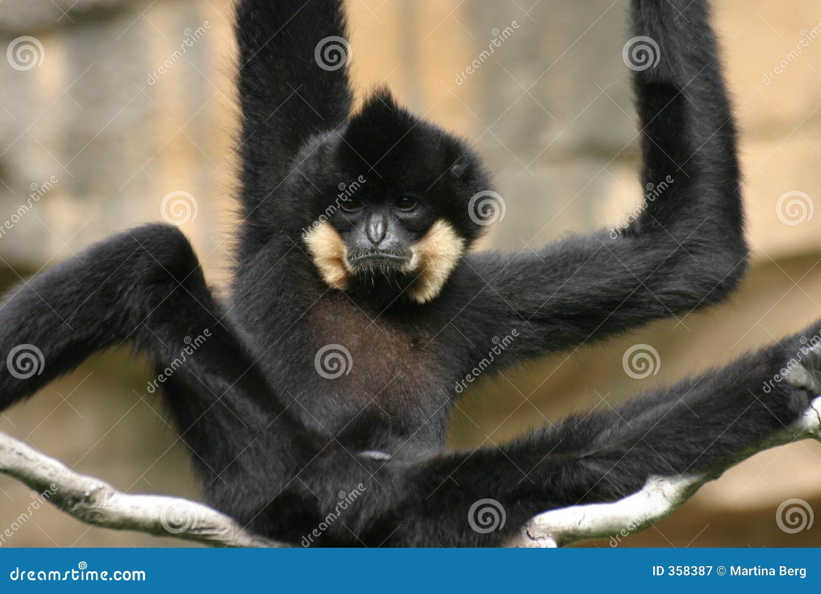 Gibbon stock image. Image of long, hylobatidae, world, primat - 358387
