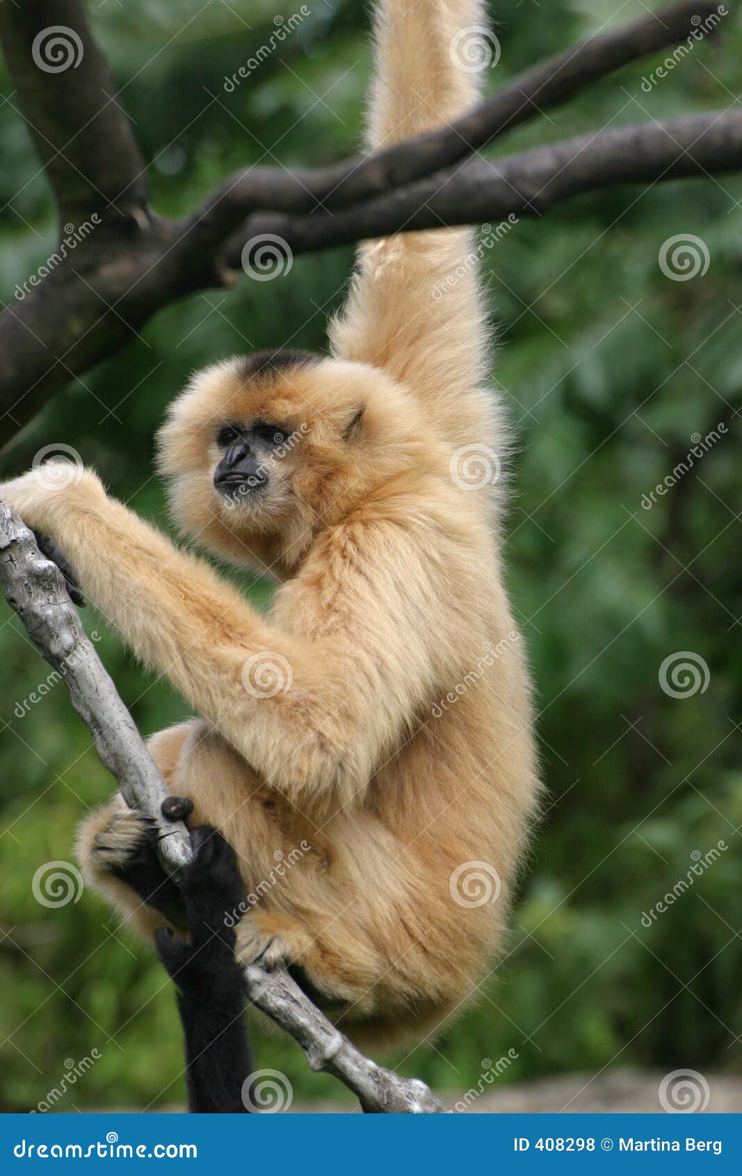 Gibbon stock photo. Image of brightly, nose, apes, black - 408298