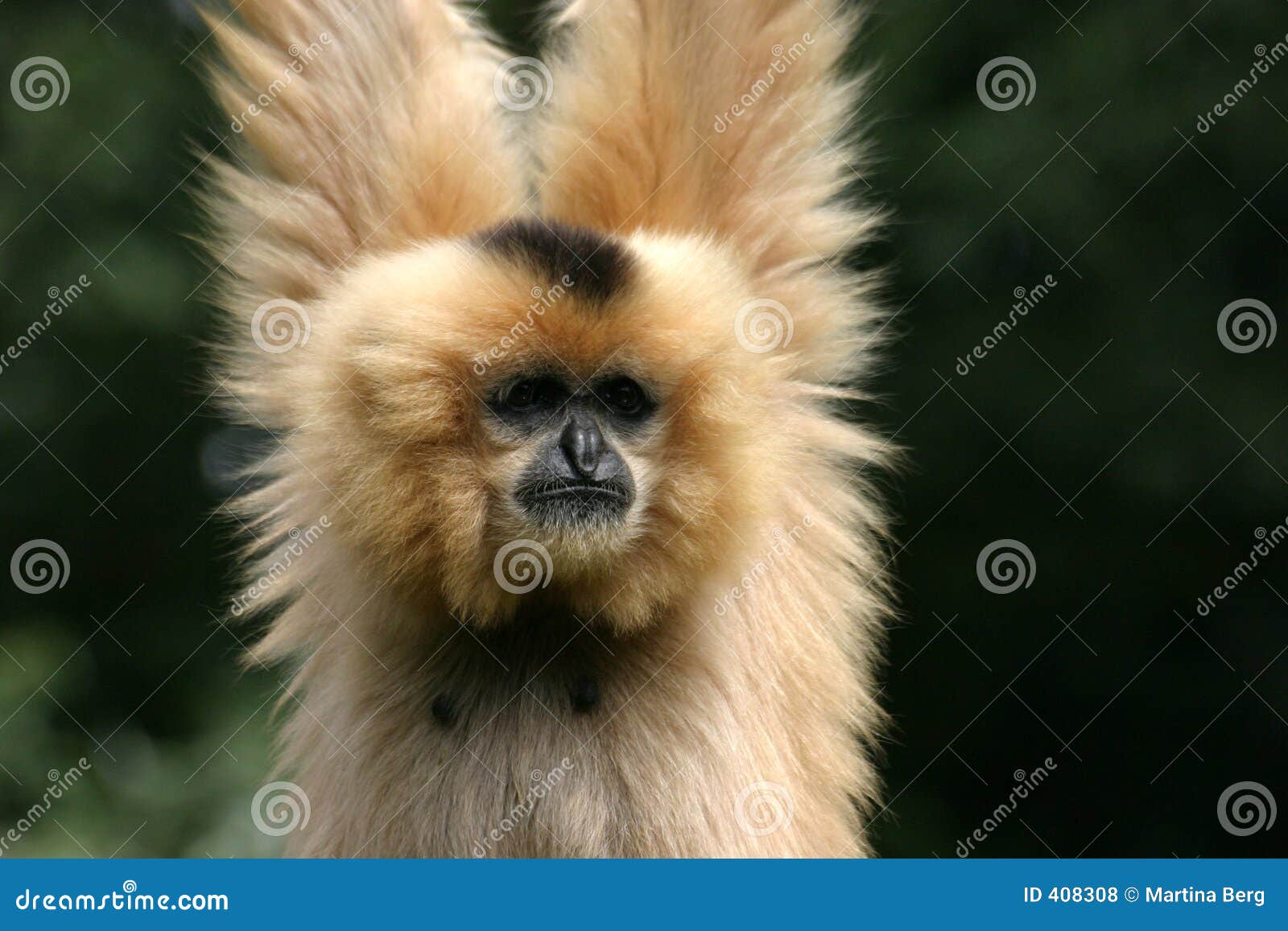 Gibbon stock photo. Image of animal, world, apes, drying - 408308