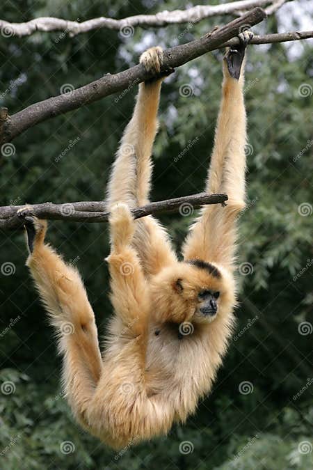 Gibbon stock photo. Image of long, drying, hylobatidae - 419198