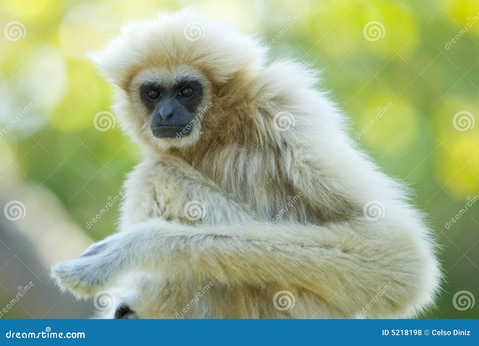 White gibbon ape stock photo. Image of wildlife, mammal - 5218198