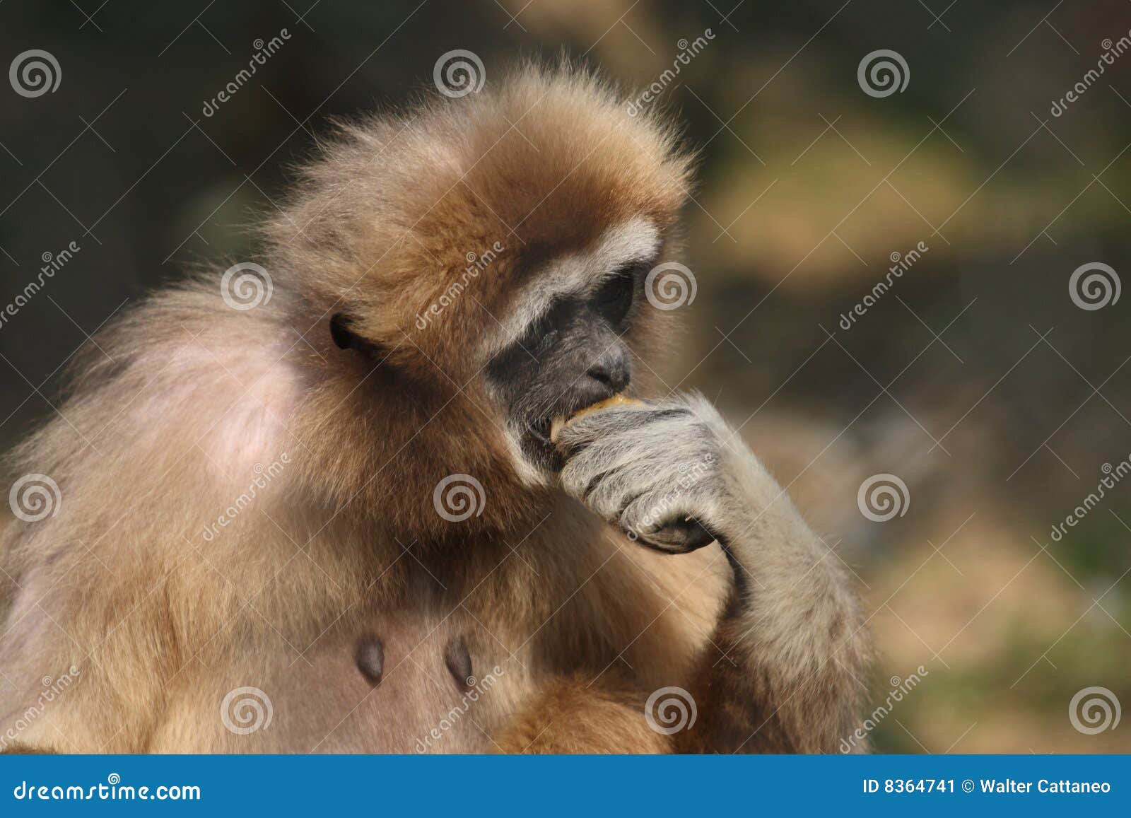 Gibbon stock image. Image of black, brown, mammal, cute - 8364741