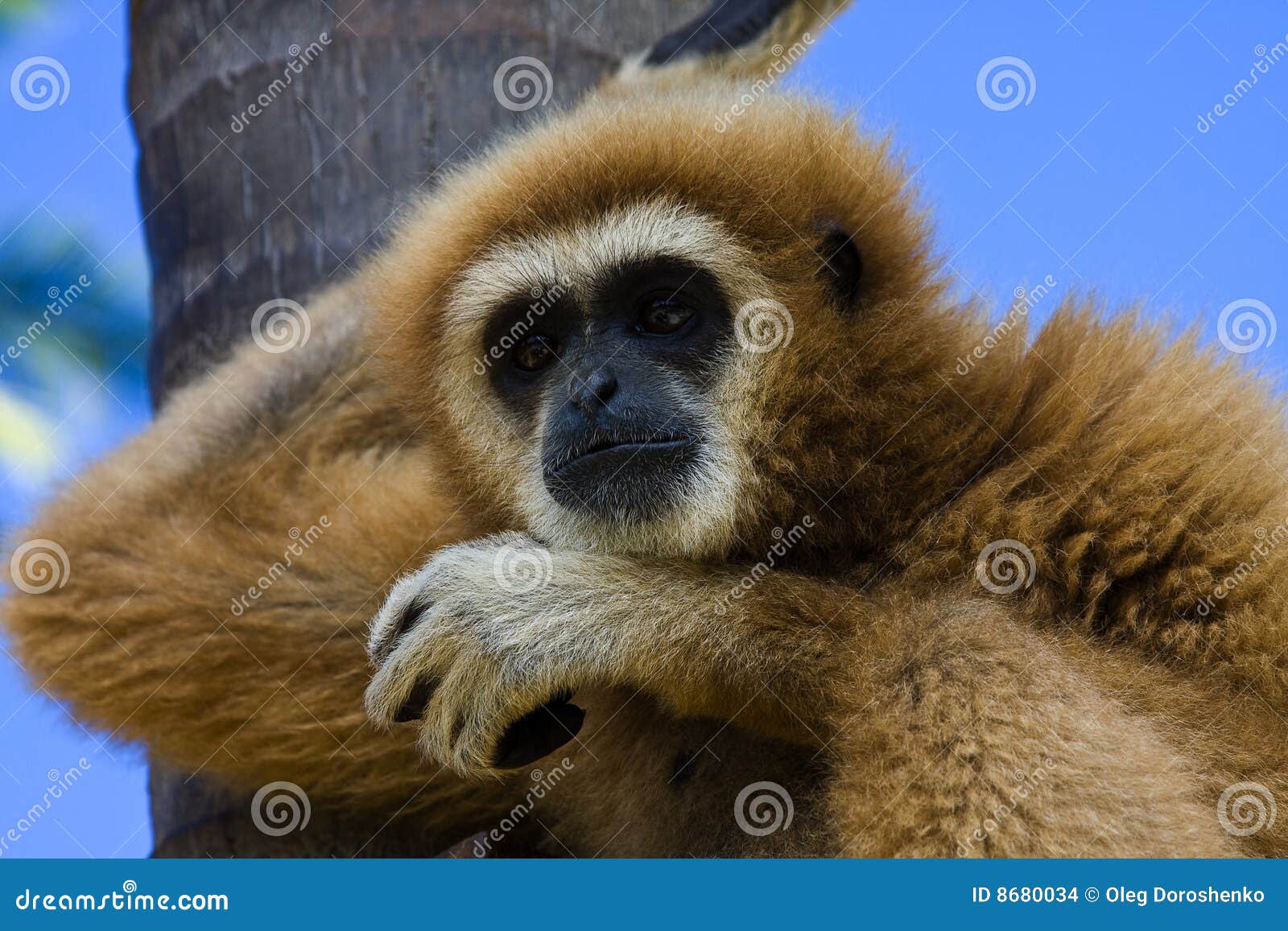 Wild Gibbon Monkey In A Tree, Yala National Park, Sri Lanka Stock ...