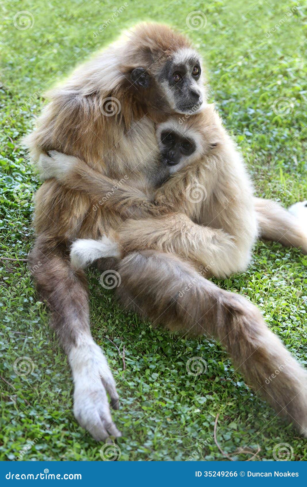 Gibbon-Affe und -baby stockfoto. Bild von affe, fallhammer - 35249266