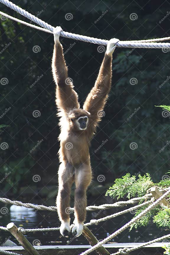 Gibbon ape stock image. Image of gibbon, animal, asia - 1492035