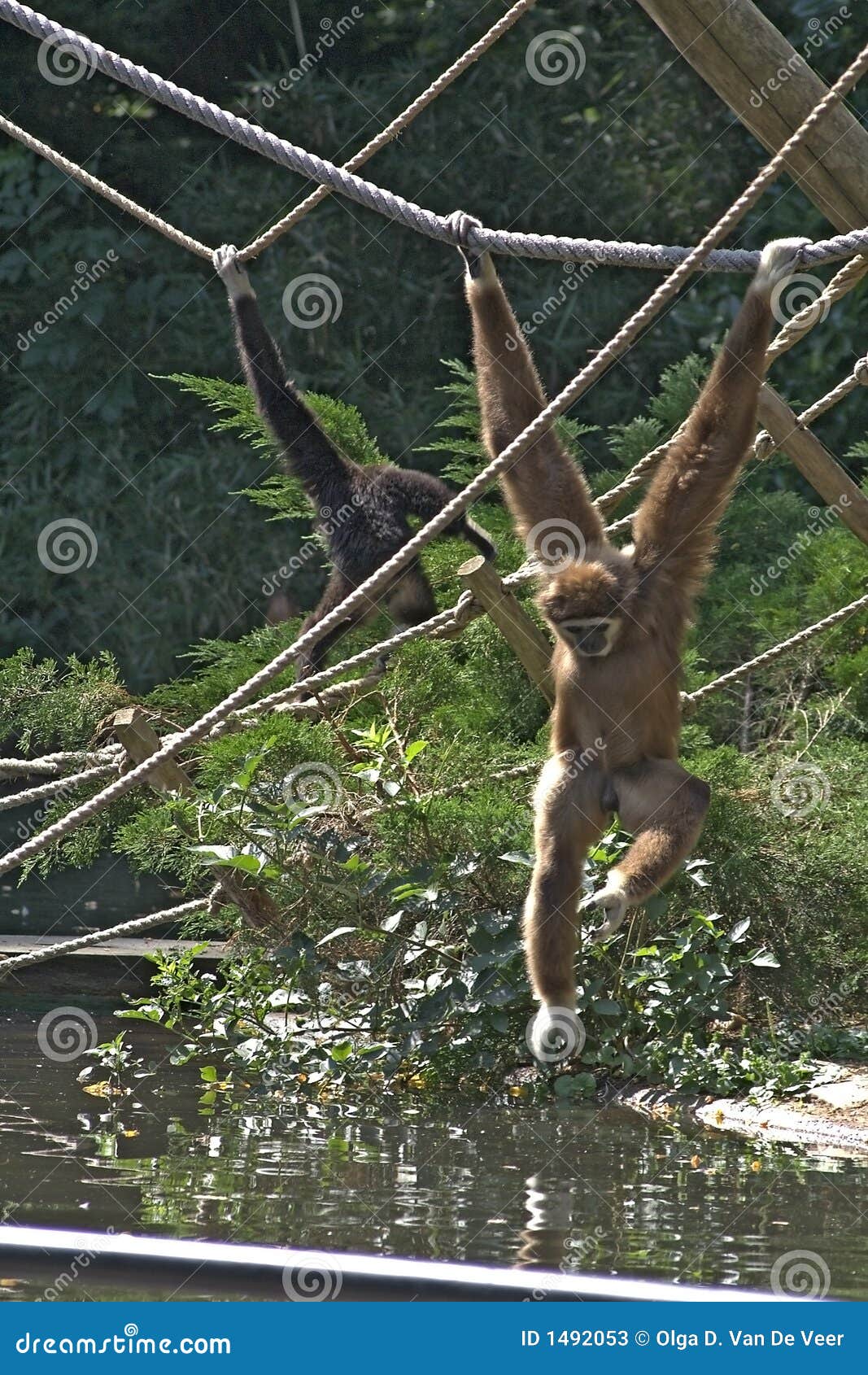 Gibbon apes playing stock image. Image of hanging, apes - 1492053