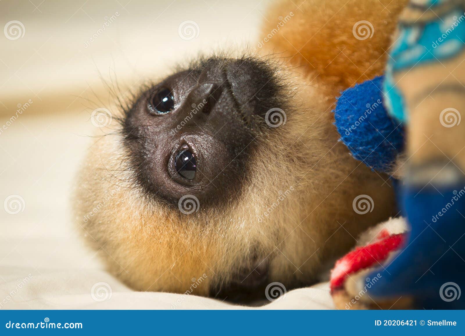 Gibbon baby stock image. Image of agile, arms, jungle - 20206421