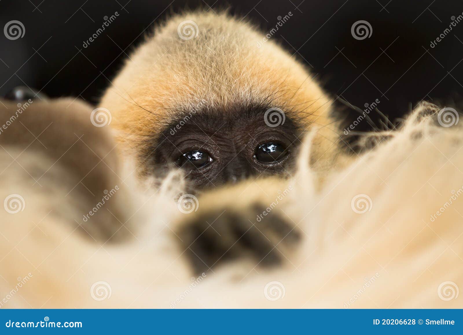 Gibbon baby stock photo. Image of nepal, nature, forest - 20206628