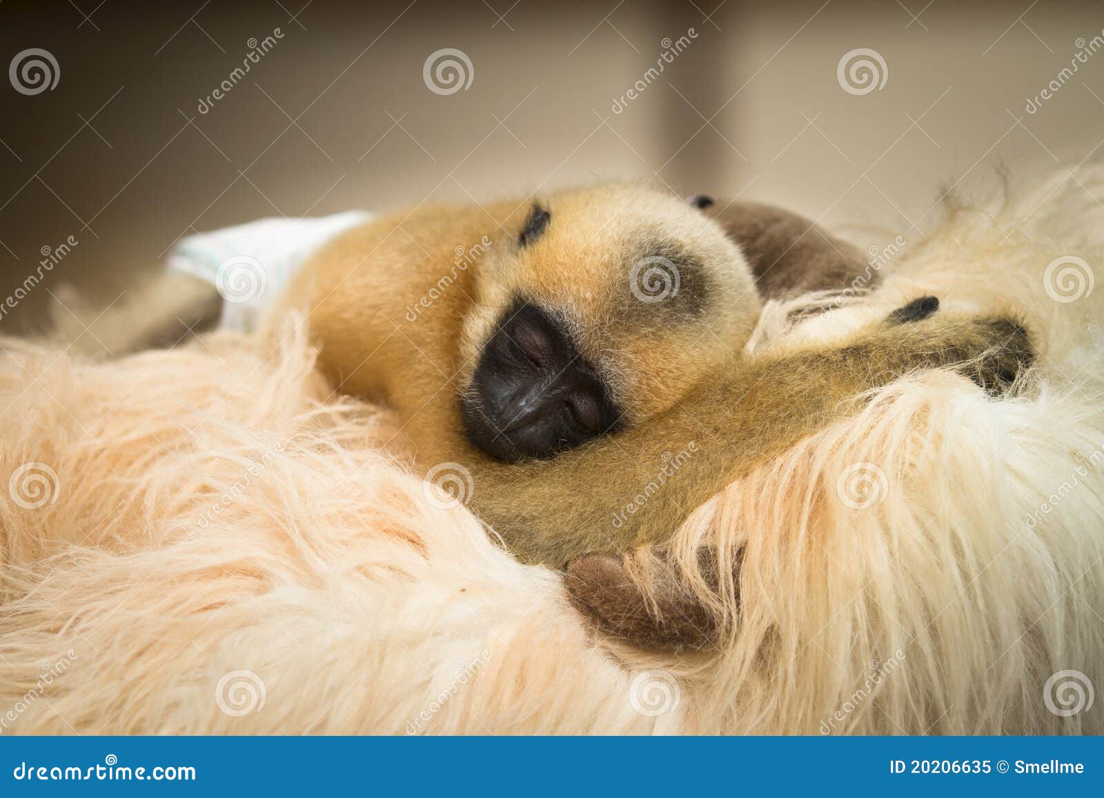 Gibbon baby stock image. Image of gibon, animal, holy - 20206635