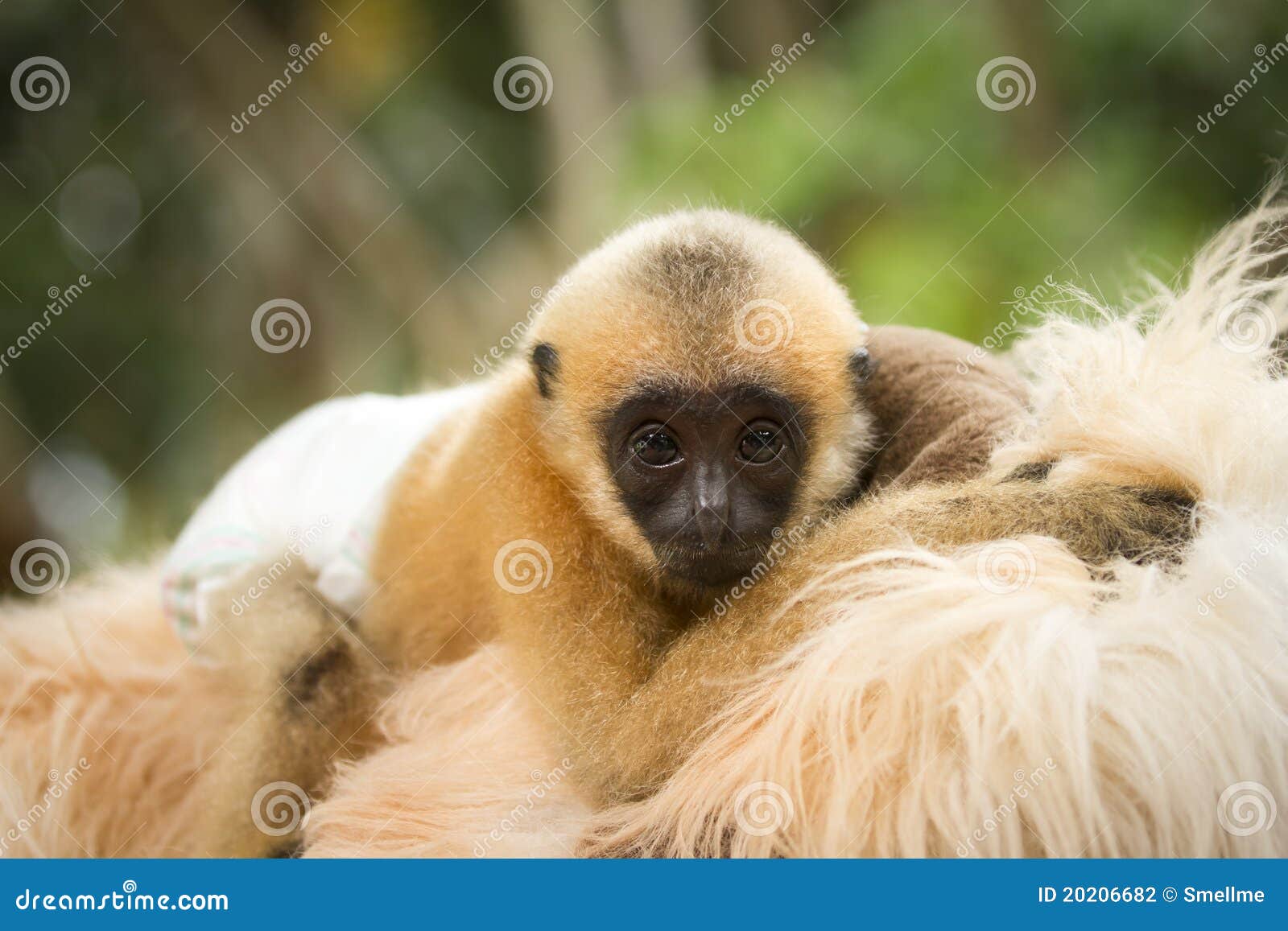 Gibbon baby stock photo. Image of holy, baby, agile, child - 20206682