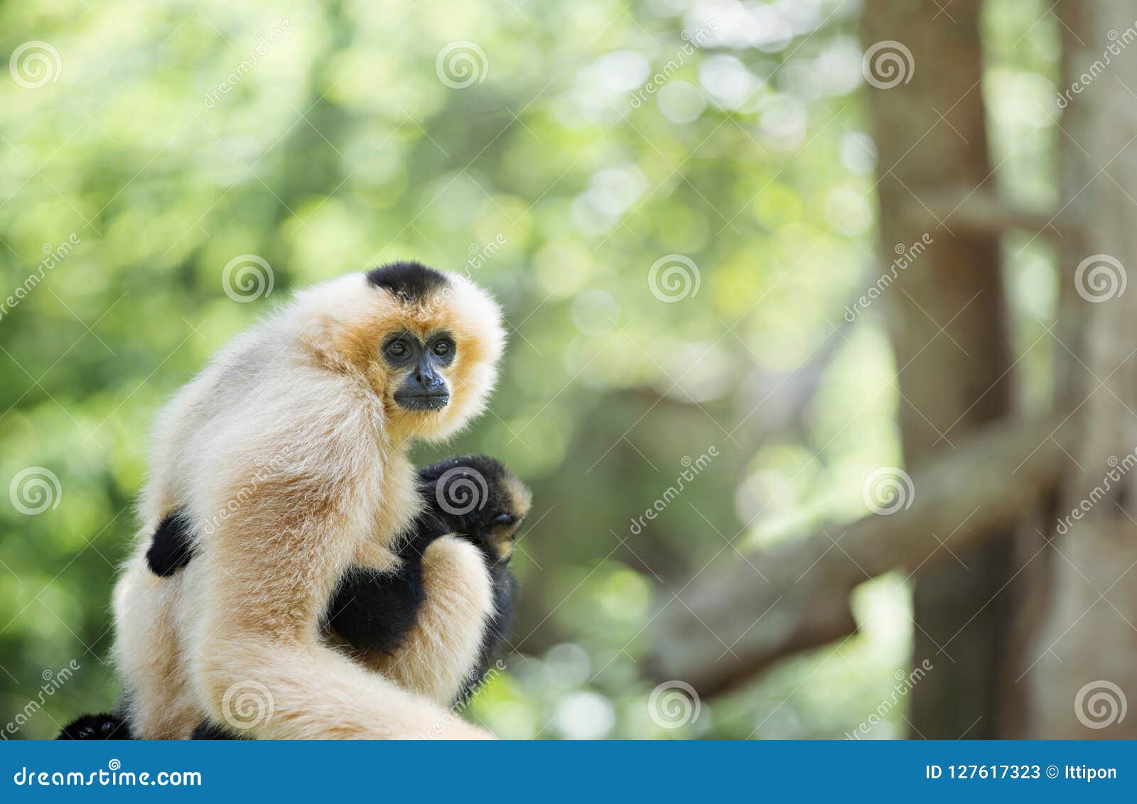 Gibbon with baby stock image. Image of cute, primate - 127617323