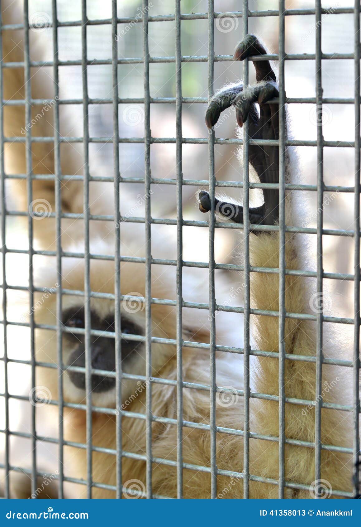 Gibbon in cage stock image. Image of mammal, expression - 41358013