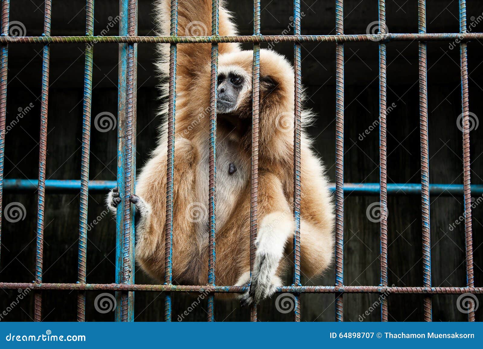 Gibbon in a cage stock image. Image of freedom, juvenile - 64898707