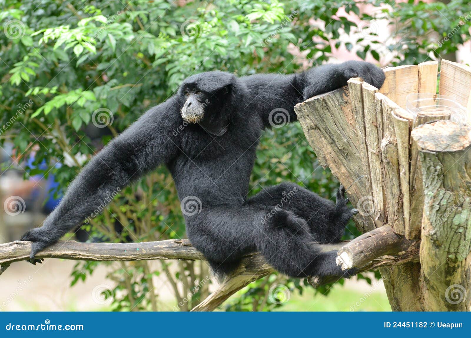 Gibbon Climbing on Tree Branch Stock Photo - Image of captive, relaxing ...