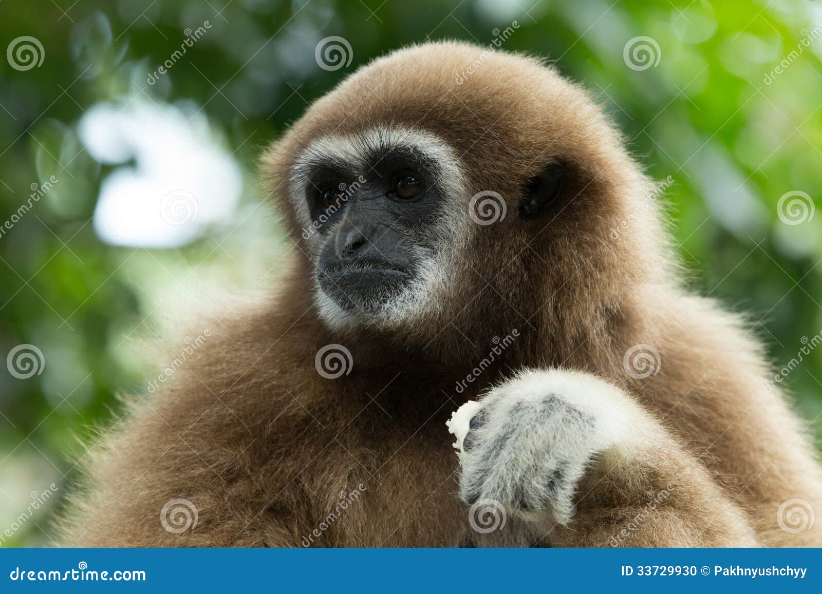 Gibbon stock photo. Image of mouth, front, portrait, climb - 33729930