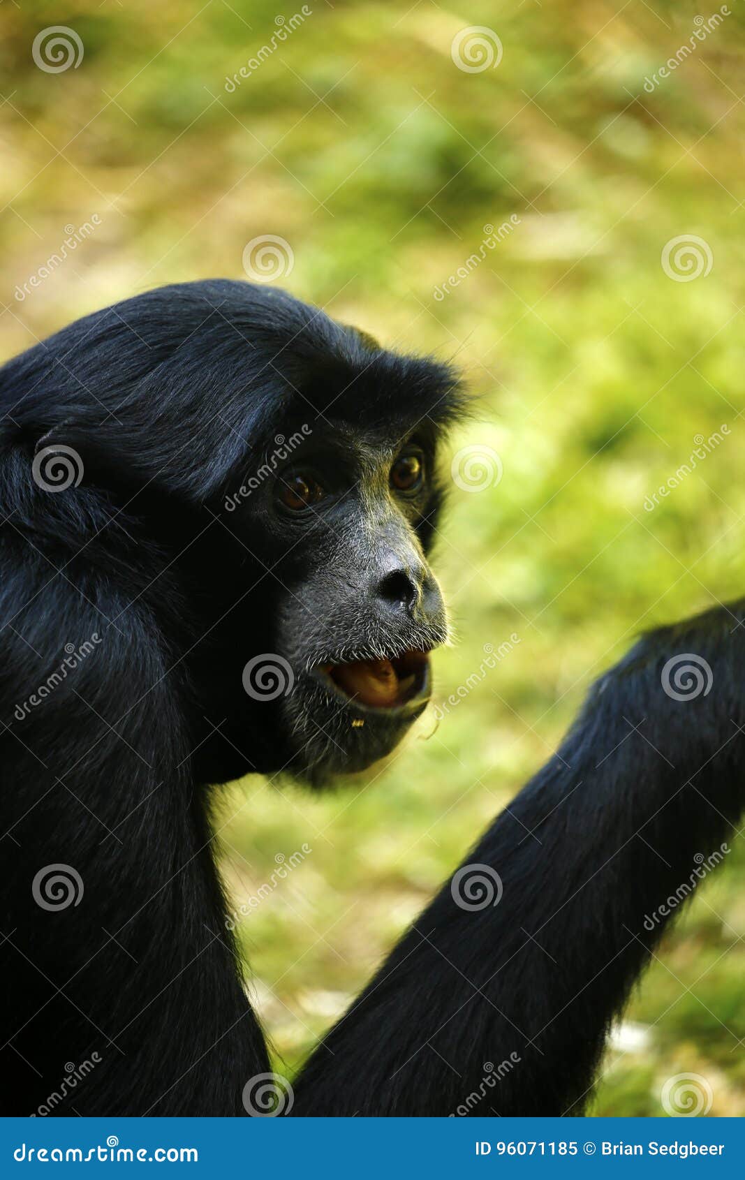 Gibbon deep in thought stock image. Image of smaller - 96071185