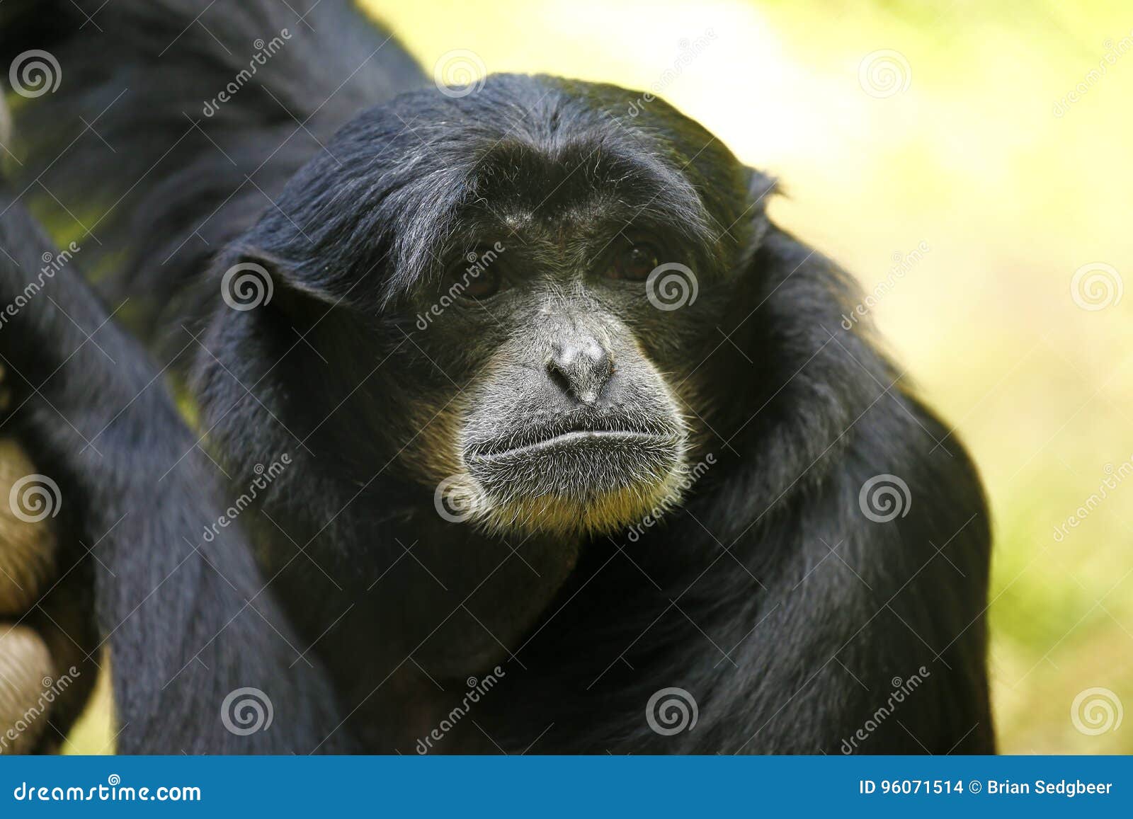 Gibbon deep in thought stock photo. Image of chewing - 96071514
