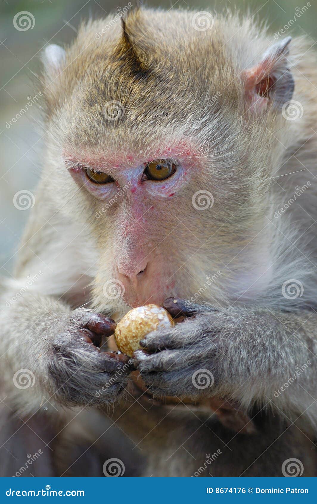 A gibbon eating fruit stock photo. Image of eating, monkey - 8674176