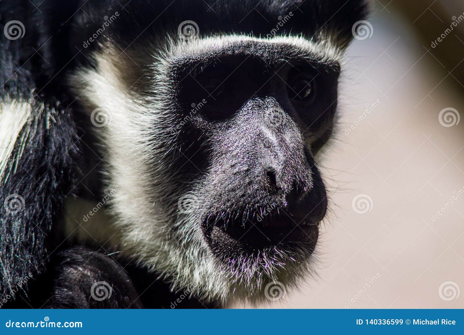 Gibbon face stock image. Image of wild, monkey, beard - 140336599