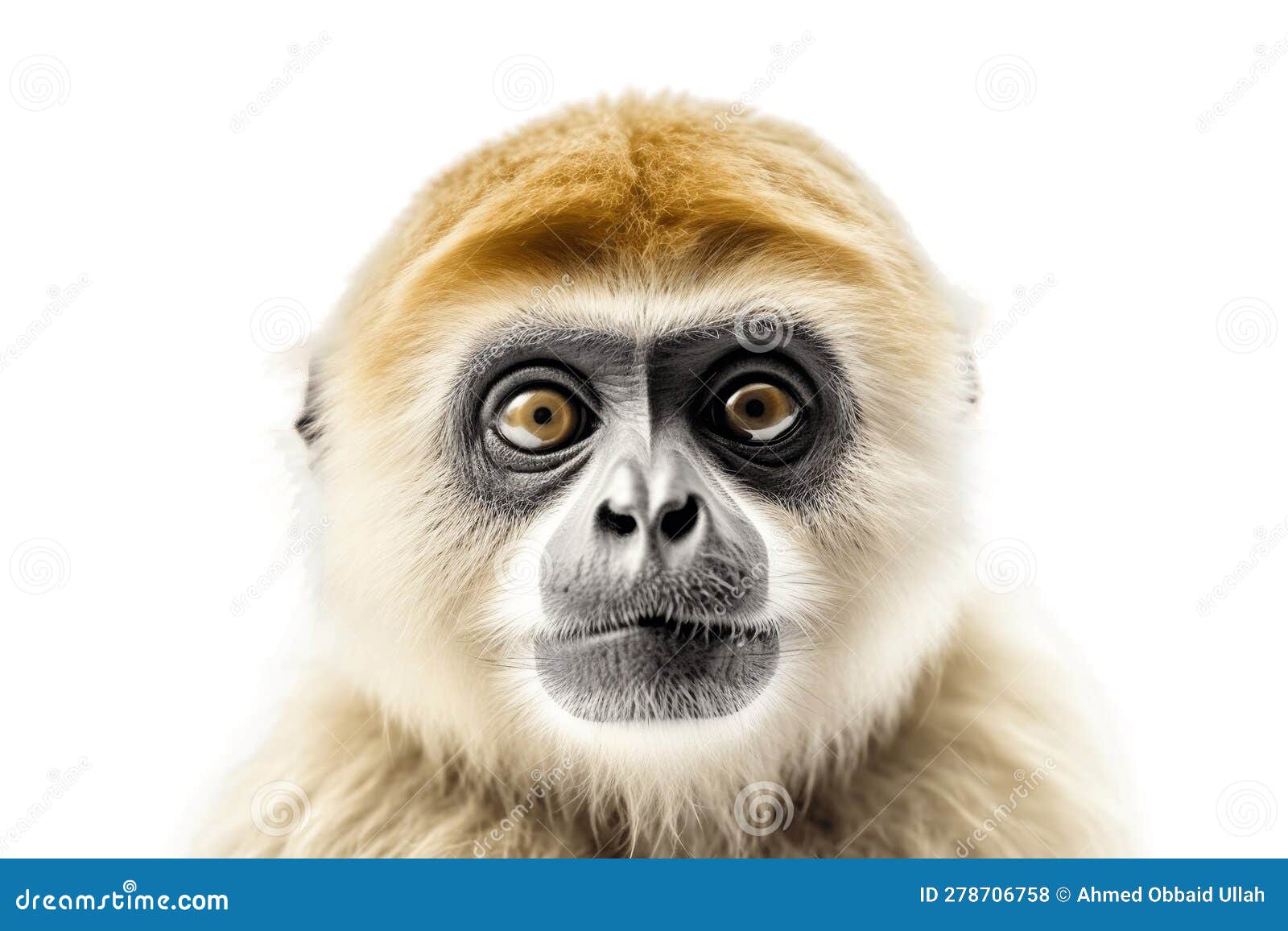 Gibbon Face Shot, Isolated on Transparent Background, Generative Ai ...