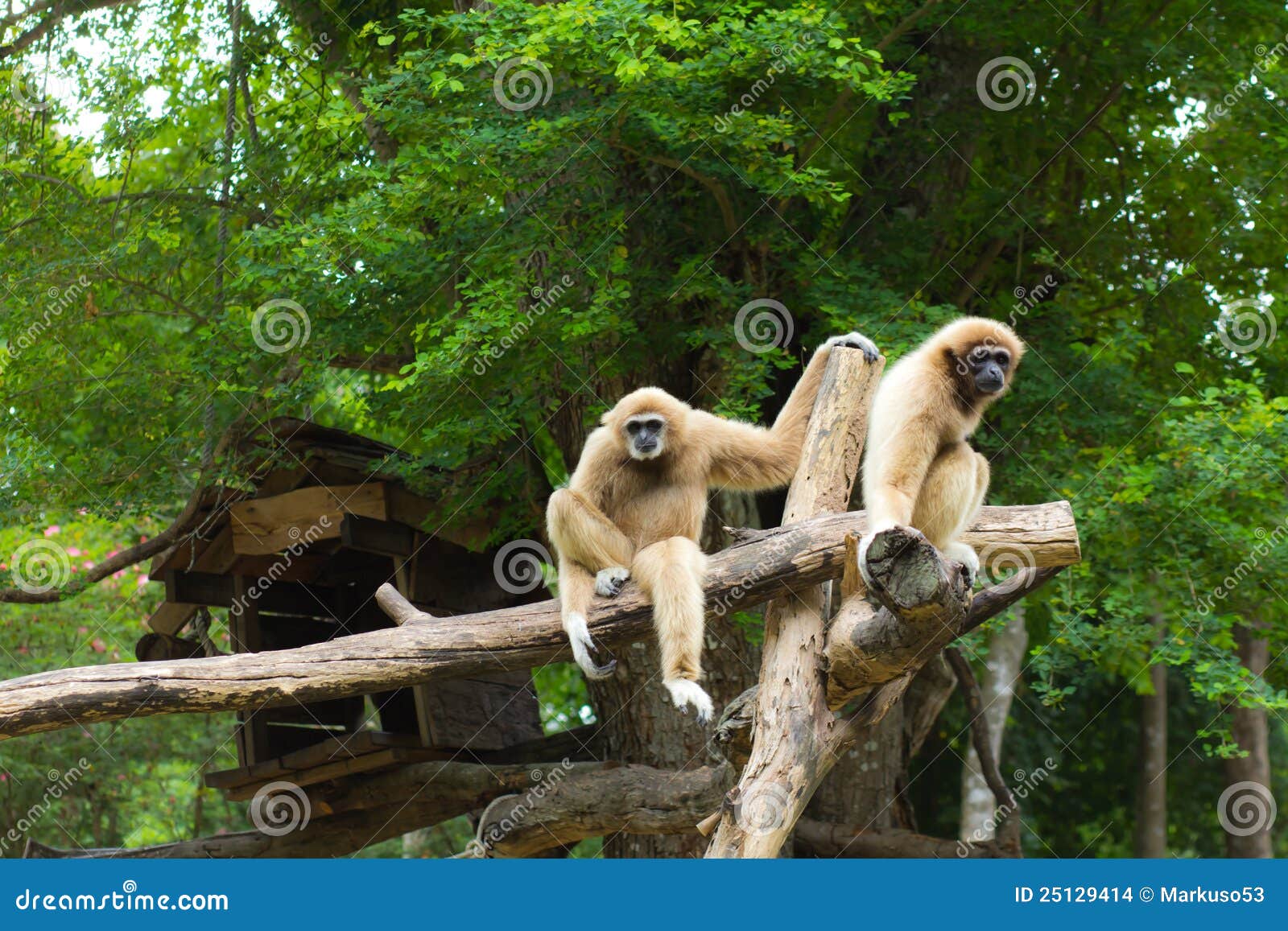 Gibbon family stock photo. Image of adult, simian, beast - 25129414