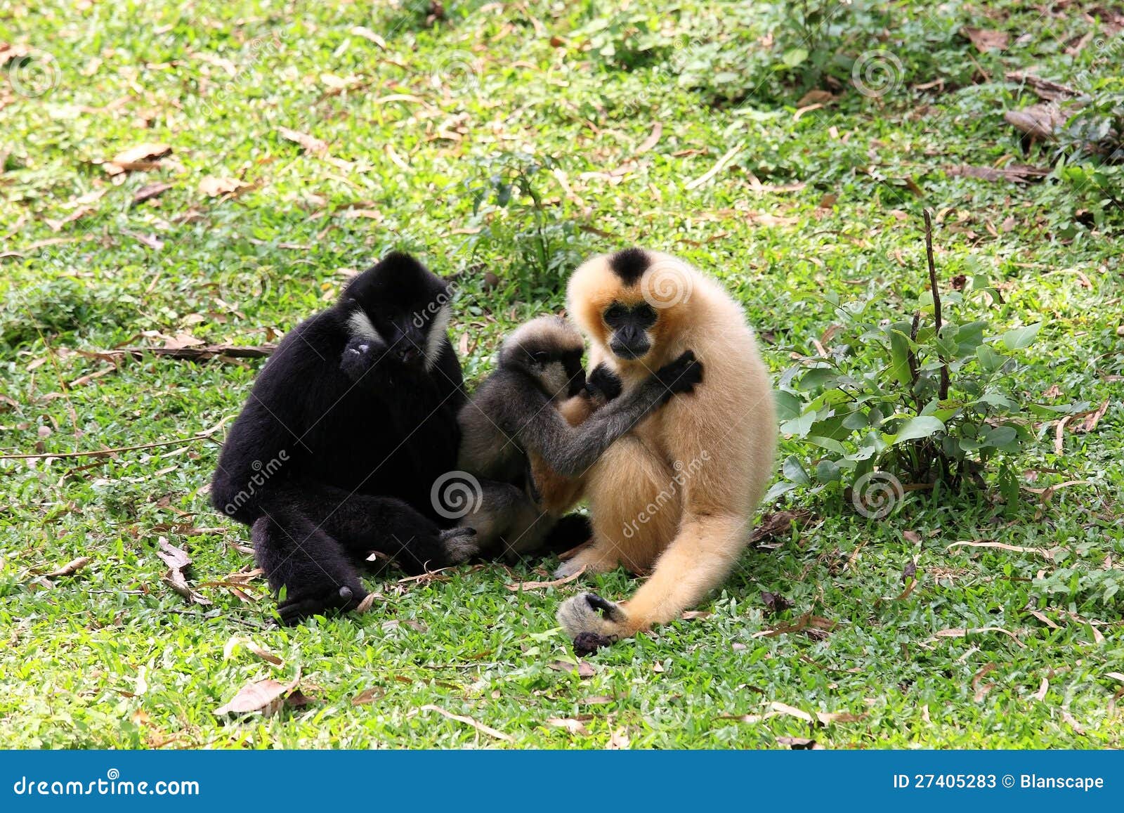 Gibbon family together stock image. Image of color, daytime - 27405283