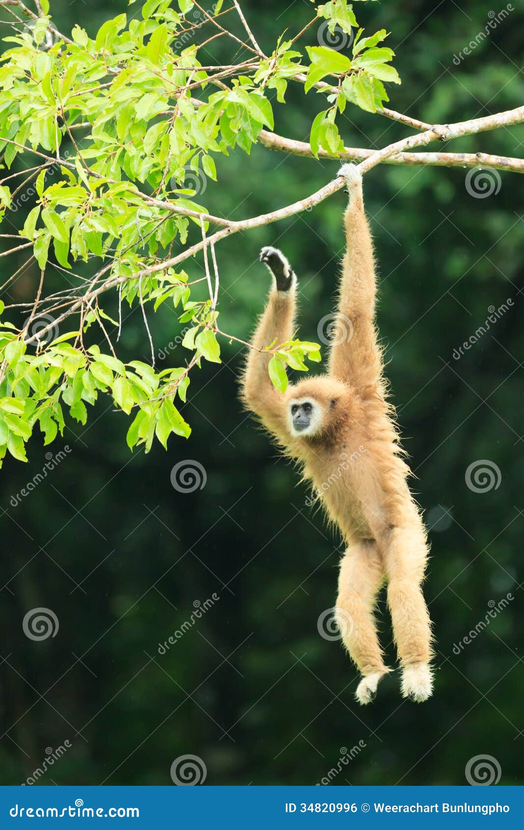 A Gibbon Hanging on the Branch Stock Photo - Image of animal, twig ...