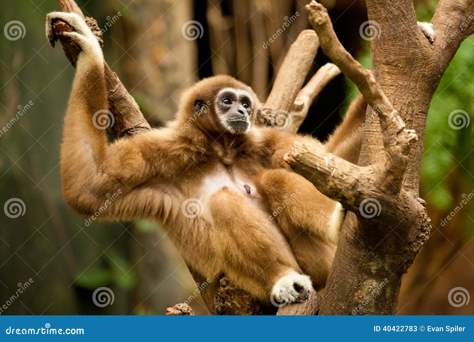 896 Rainforest Gibbon Stock Photos - Free & Royalty-Free Stock Photos ...