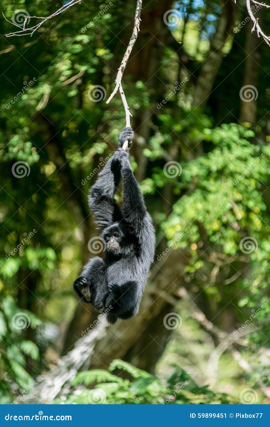 Gibbon hanging on tree stock image. Image of nature, life - 59899451