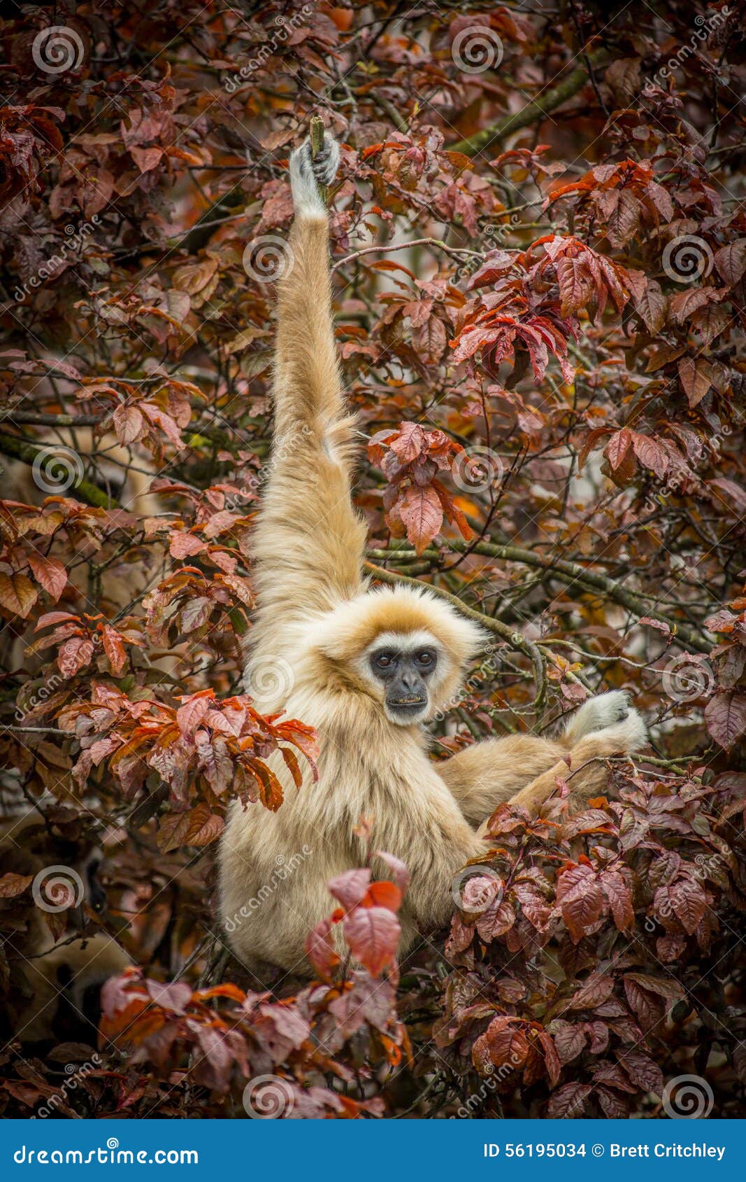 Gibbon hanging in tree stock photo. Image of gibbon, monkey - 56195034