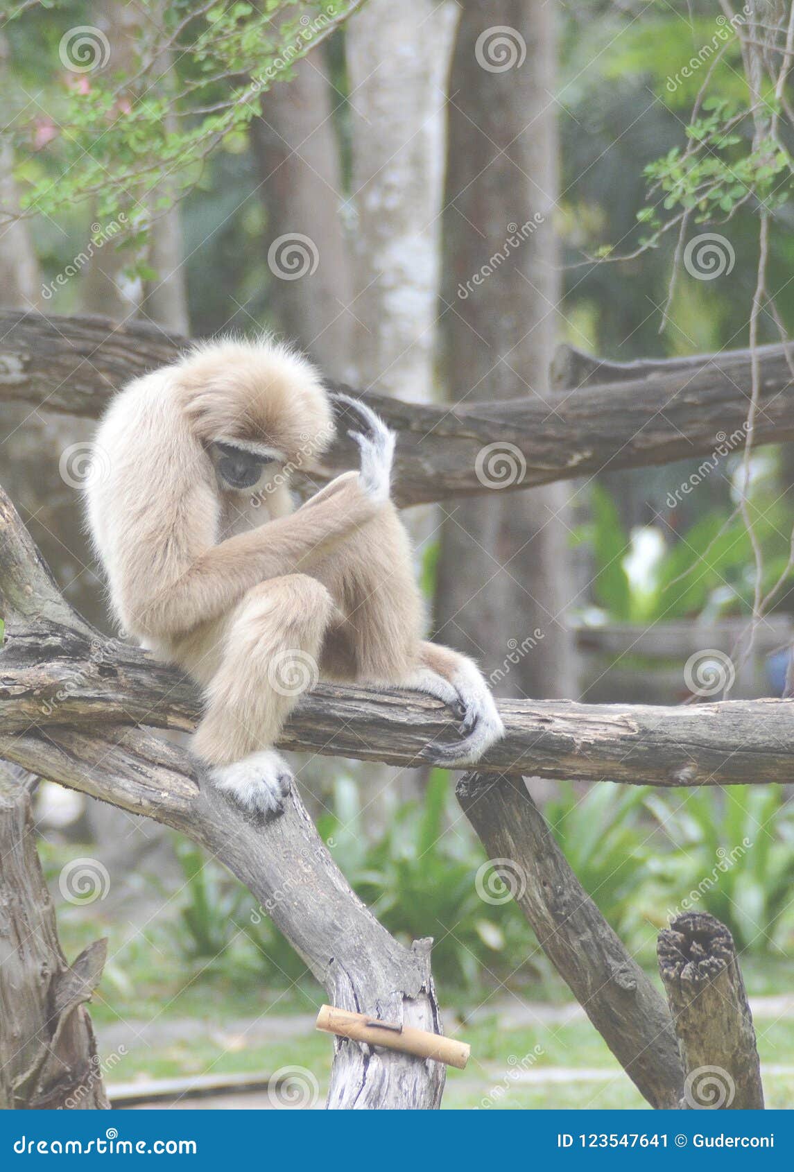 Gibbon head and hand stock image. Image of head, monkey - 123547641