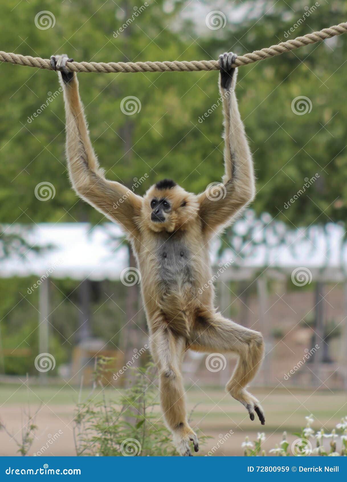 A Gibbon, Hylobates, Hangs from a Rope Stock Image - Image of gibbon ...