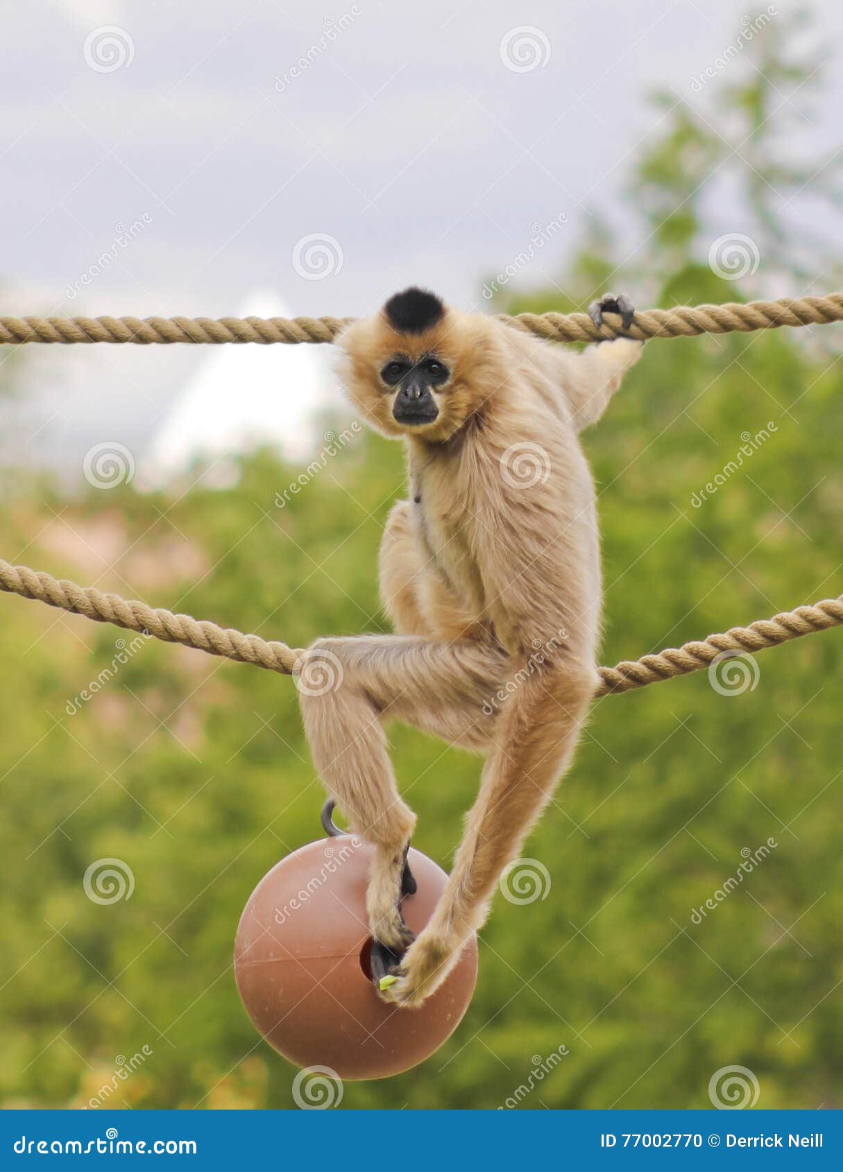 A Gibbon, Hylobates, Sits on a Rope Stock Photo - Image of hylobatidae ...