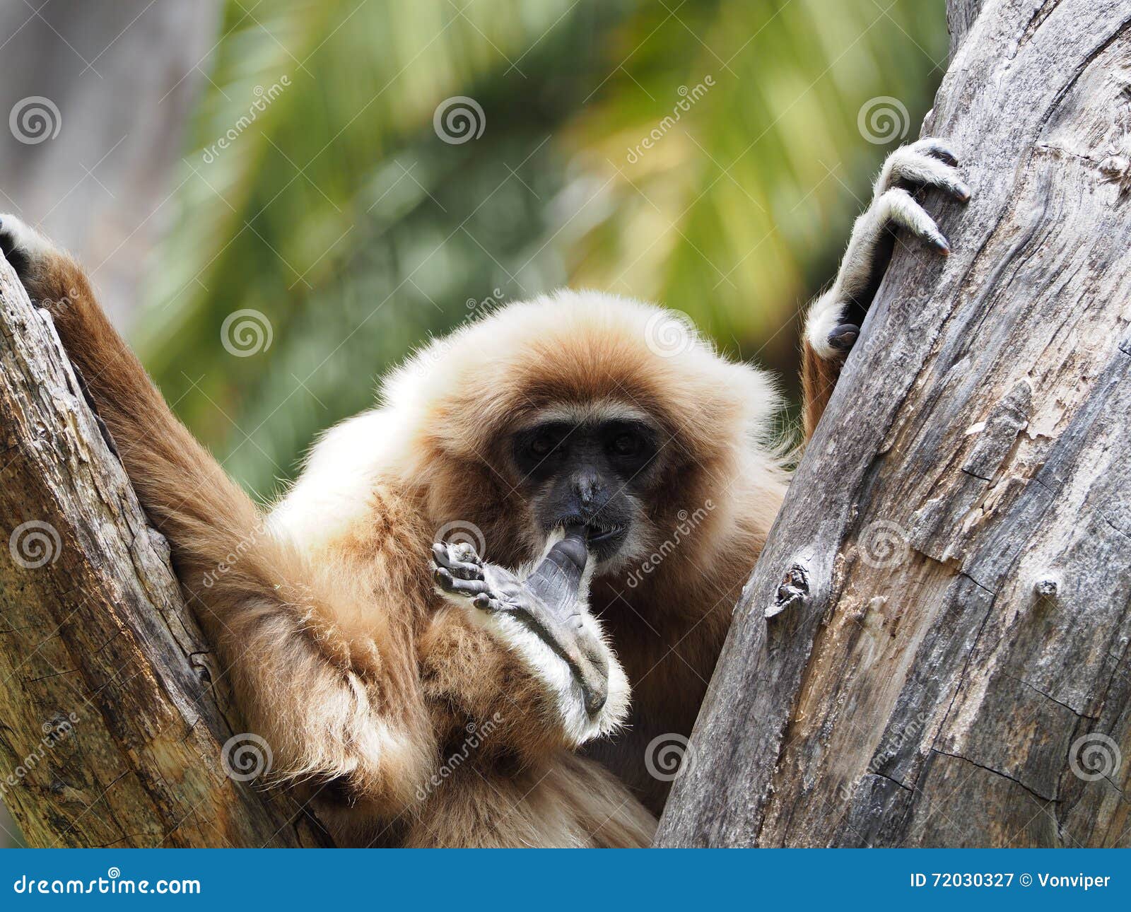 Gibbon, Lar Monkey on a Tree Stock Image - Image of daytime, sitting ...