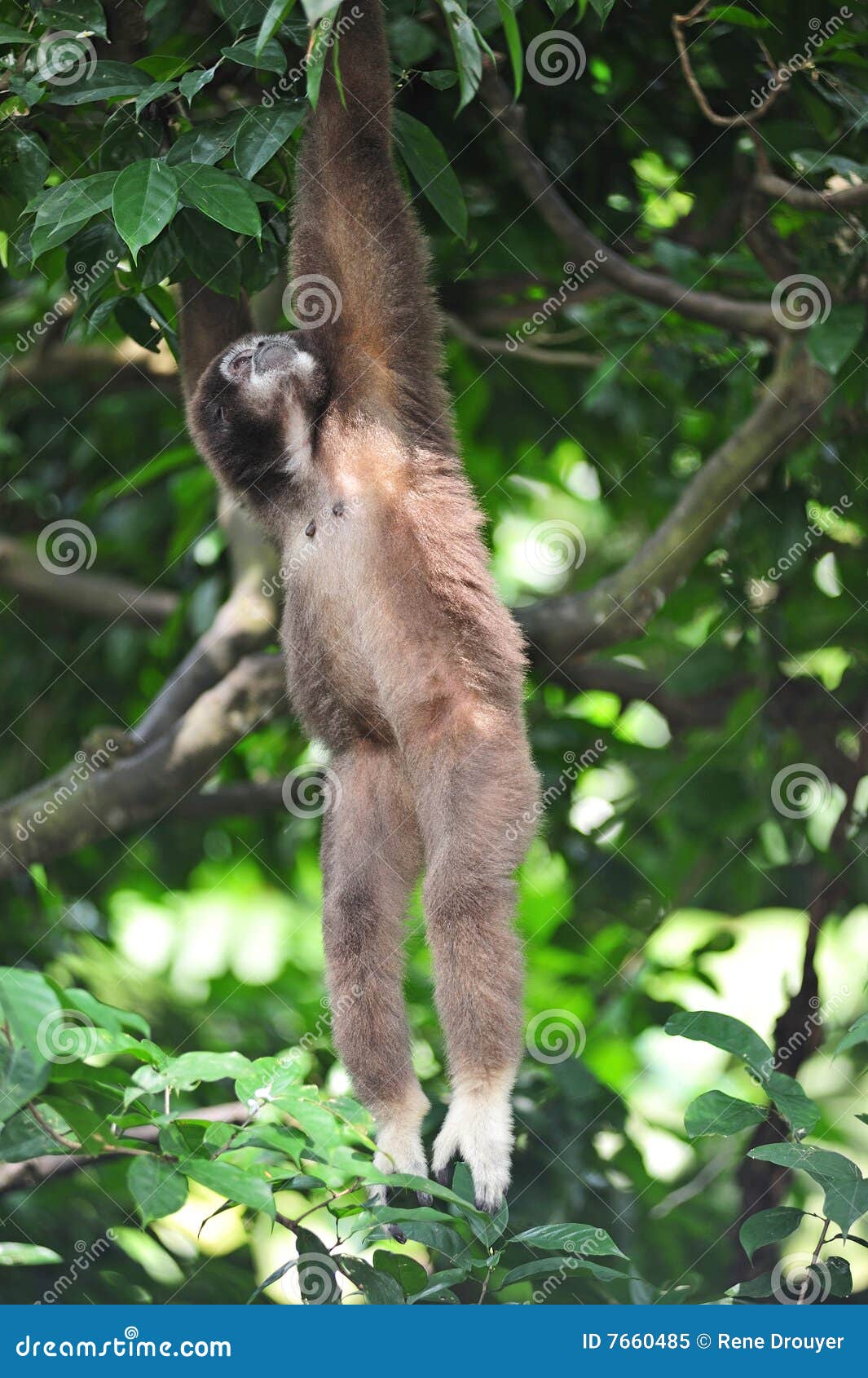 Gibbon or lesser apes stock image. Image of family, chordata - 7660485