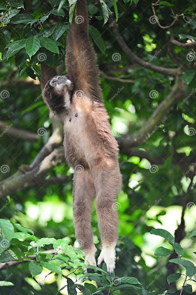 Gibbon or lesser apes stock image. Image of family, chordata - 7660485