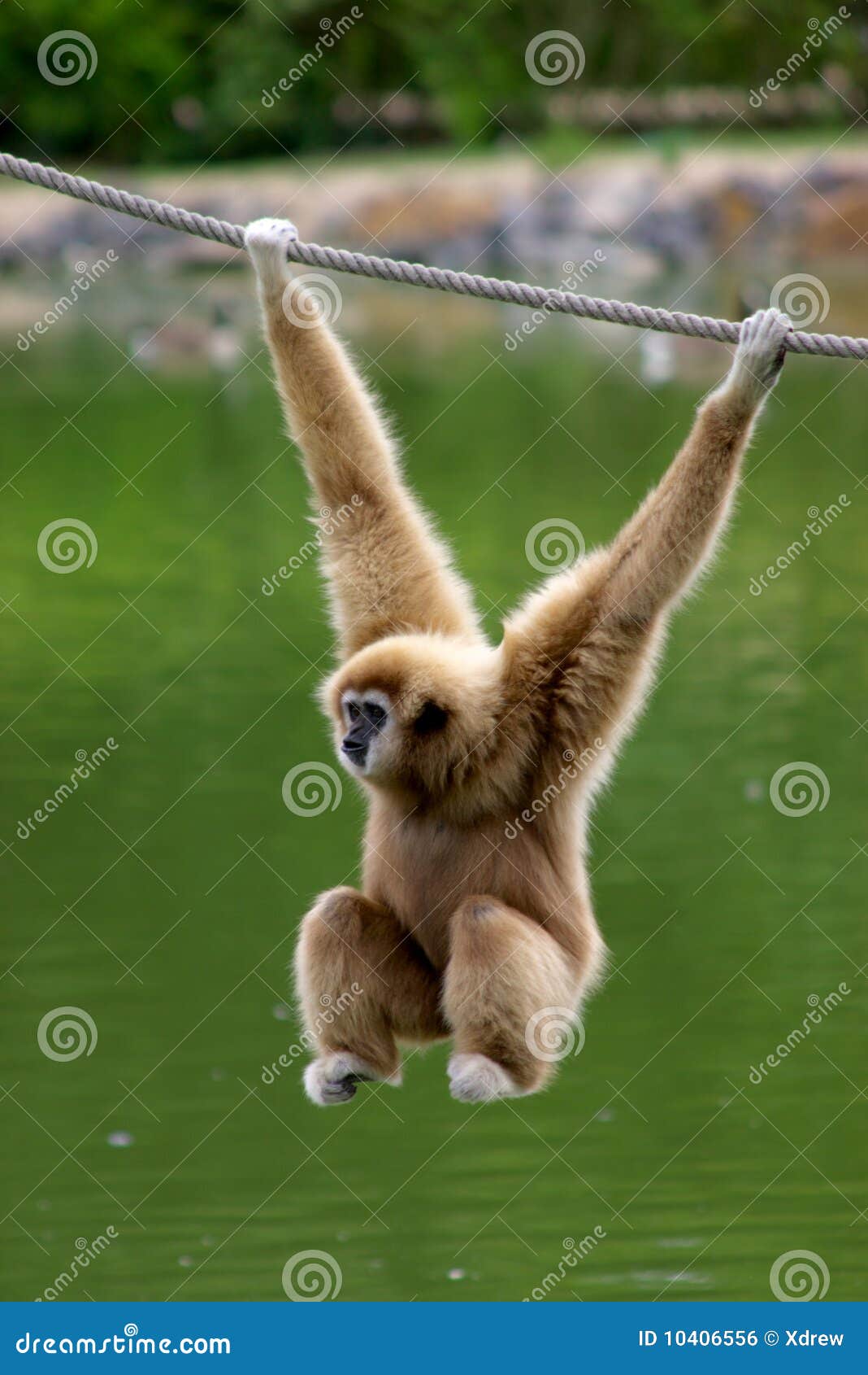 Gibbon monkey stock photo. Image of watchful, nice, hanging - 10406556