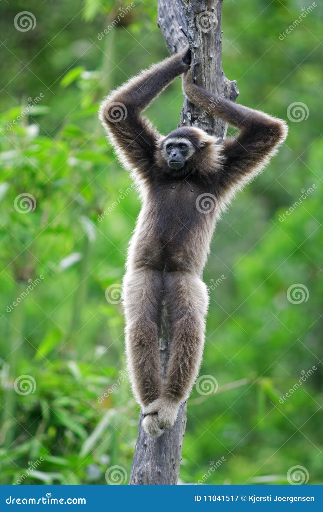 Gibbon Monkey Royalty Free Stock Photography - Image: 11041517