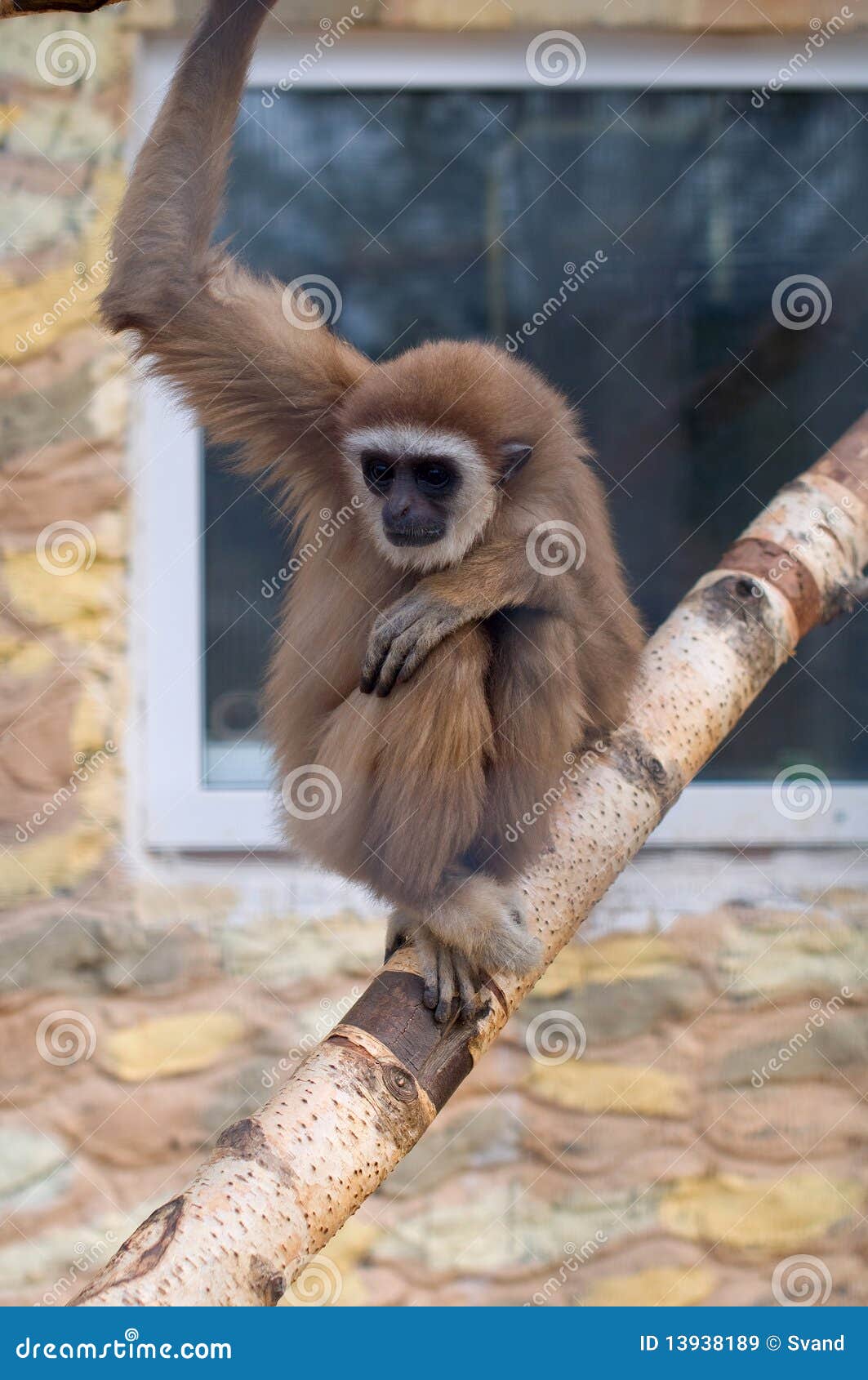 Gibbon monkey stock image. Image of head, forrest, national - 13938189