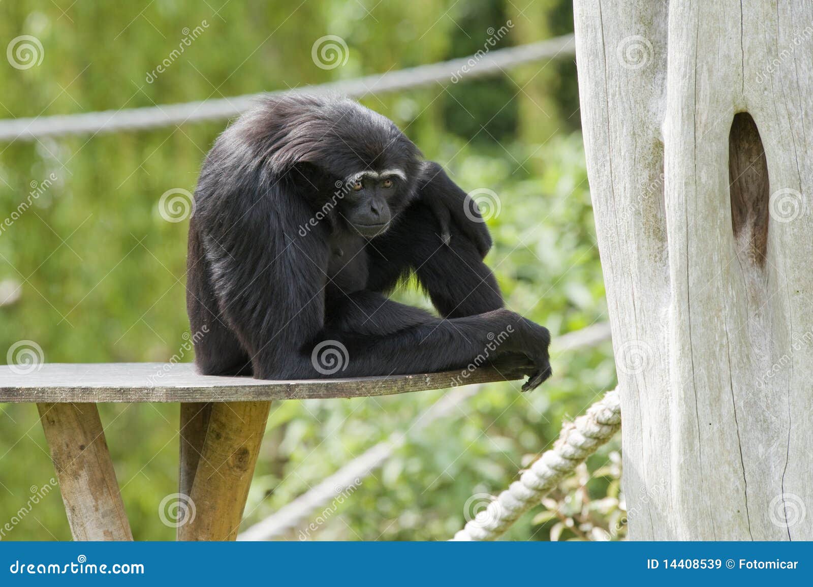 Gibbon Monkey stock image. Image of territorial, white - 14408539