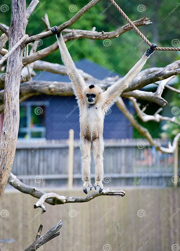 Gibbon monkey stock image. Image of vertebrate, creature - 20353371