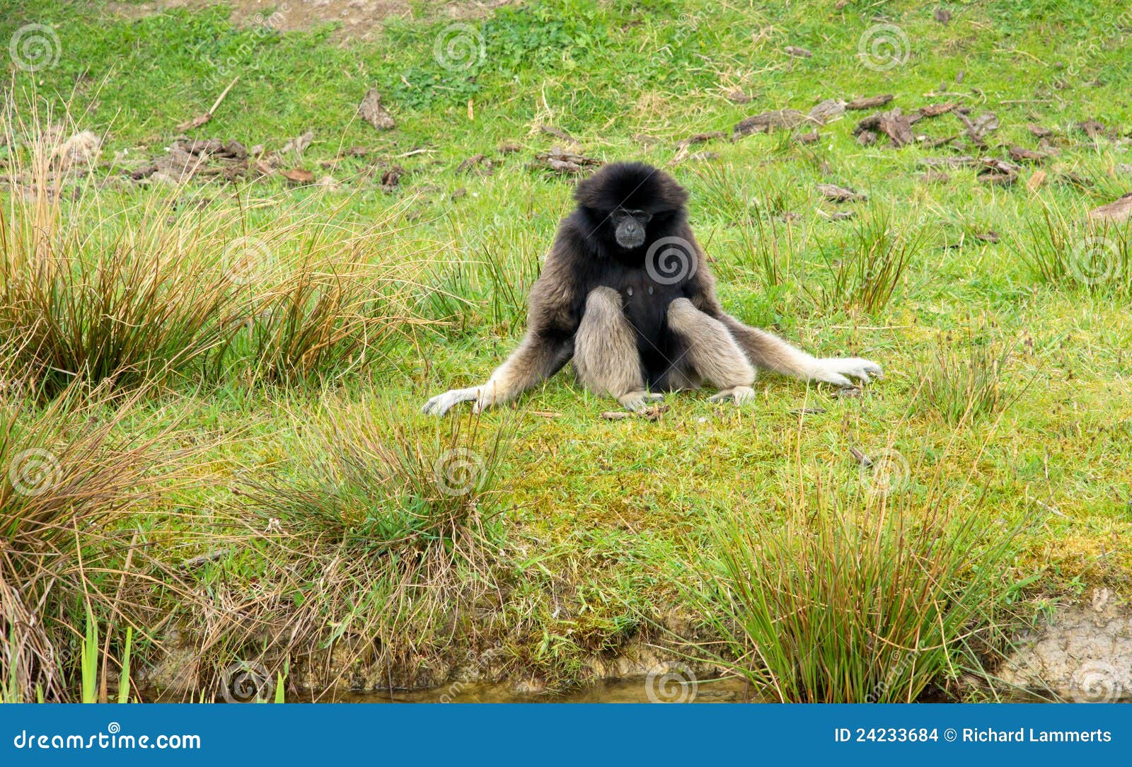 Gibbon monkey stock photo. Image of wild, monkey, park - 24233684