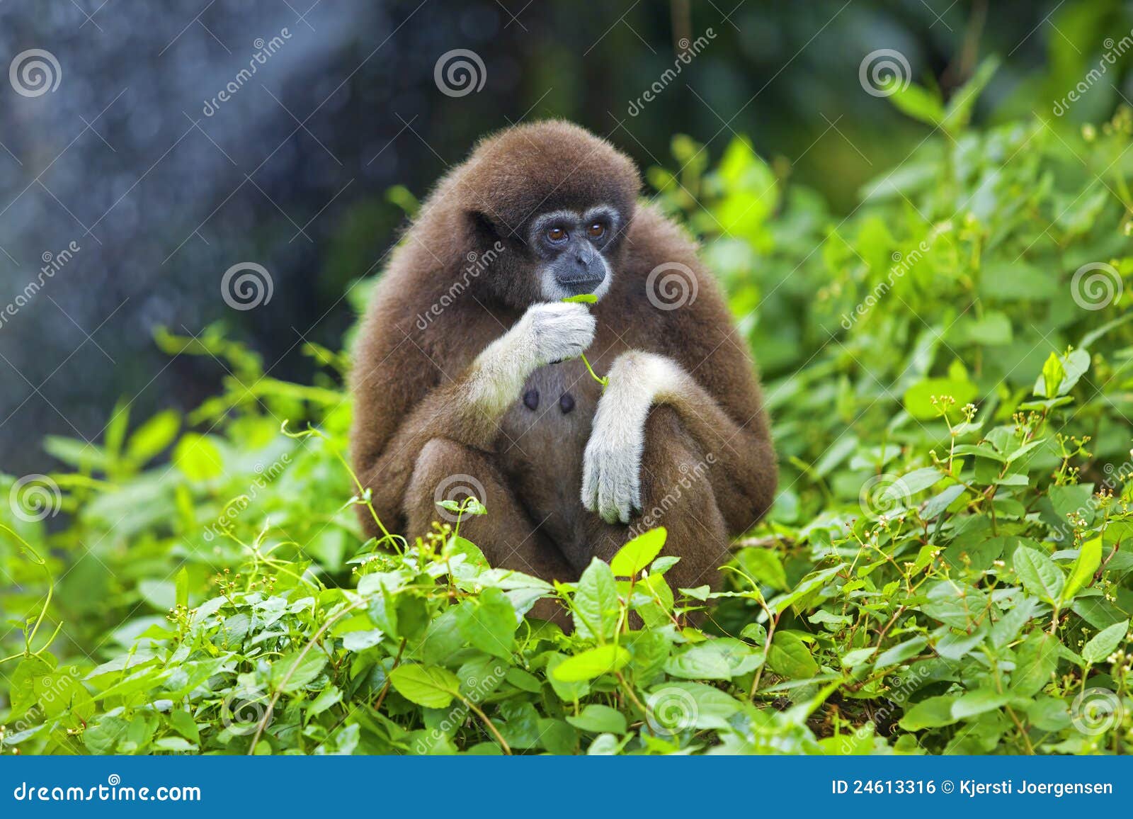 Gibbon monkey stock photo. Image of handed, primitive - 24613316