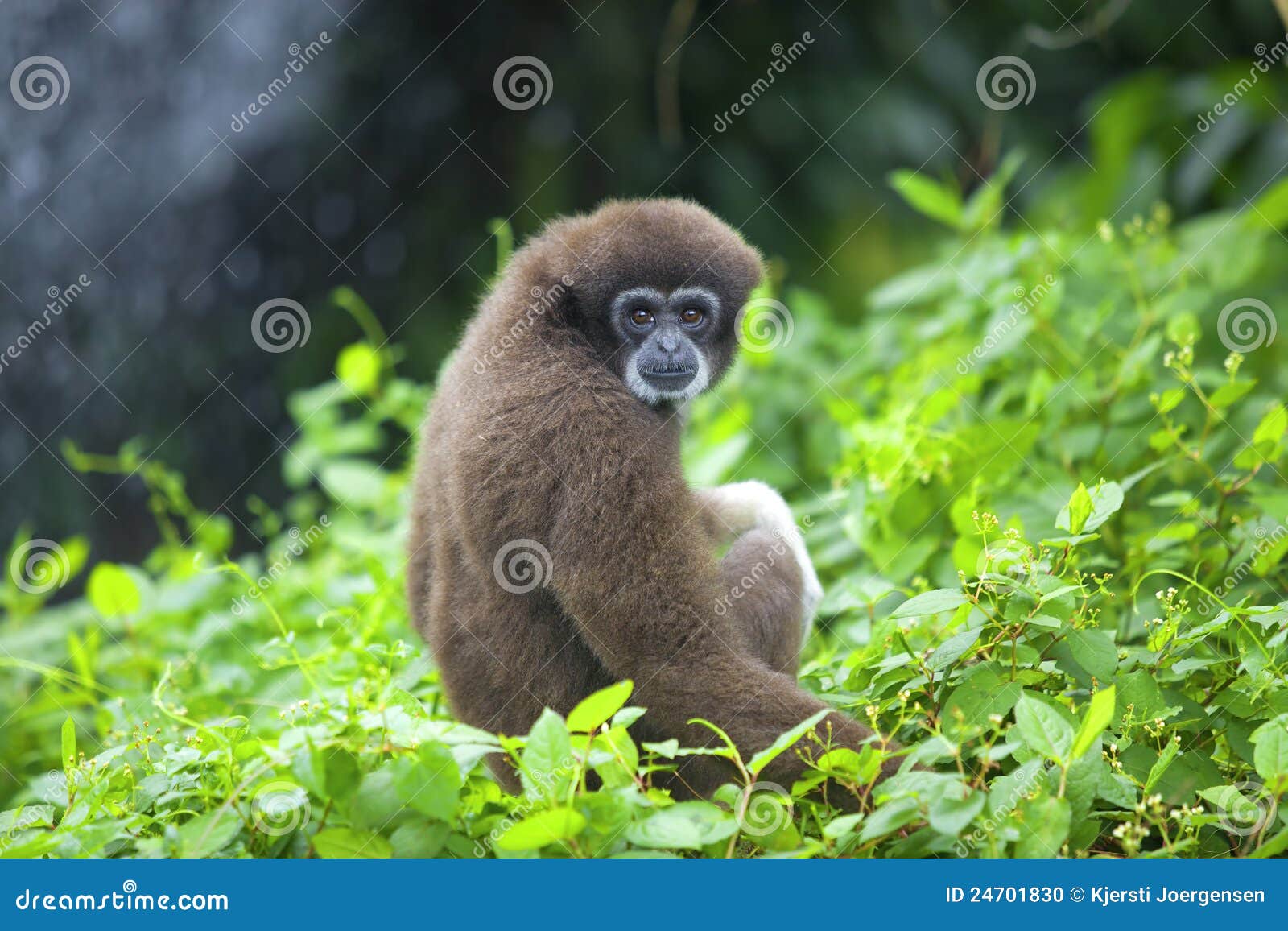 Gibbon monkey stock photo. Image of brunei, primitive - 24701830