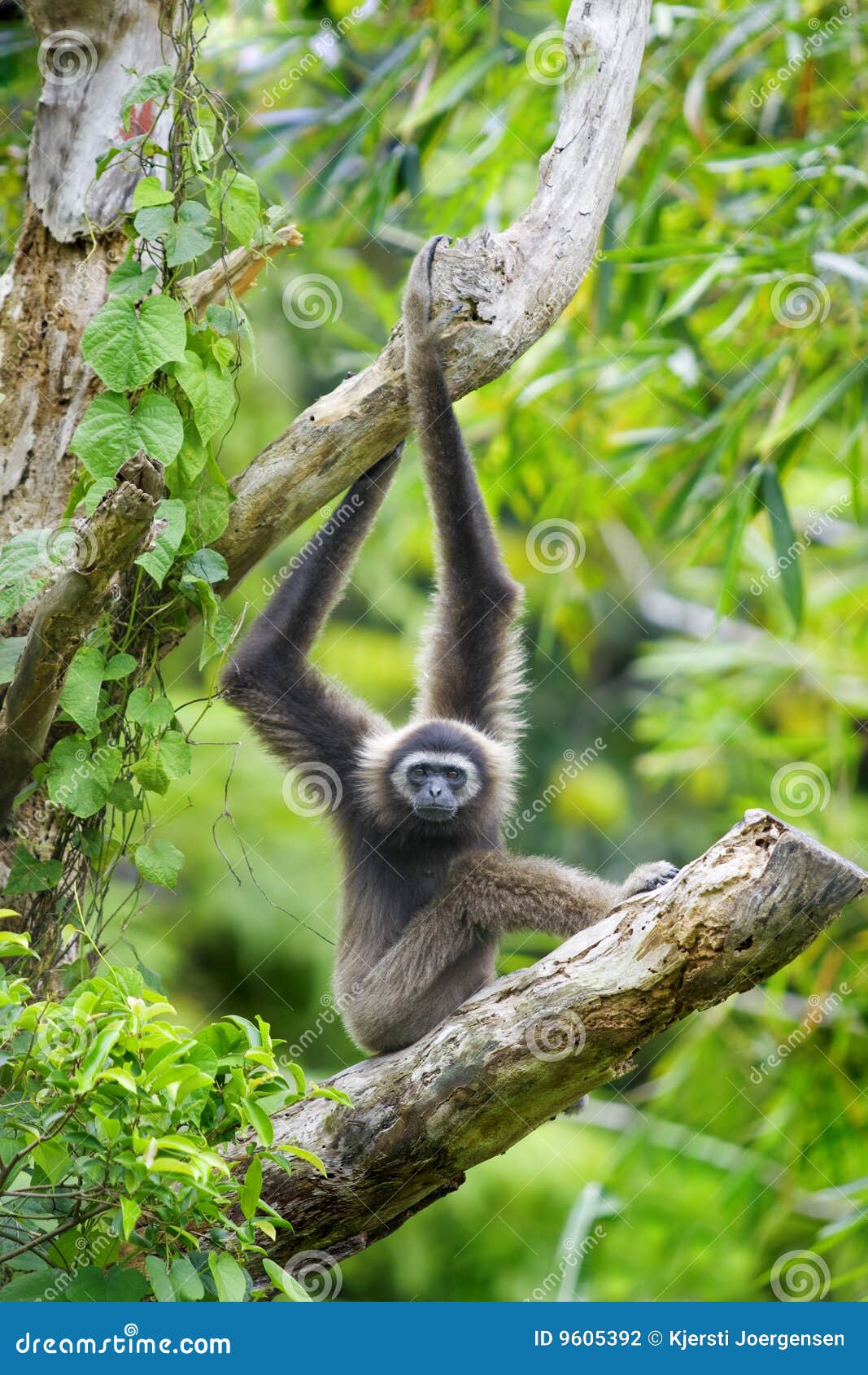 Gibbon monkey stock photo. Image of portrait, mangrove - 9605392